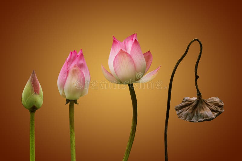 Symbol of born to death stock image. Image of fresh, blooming - 31168225