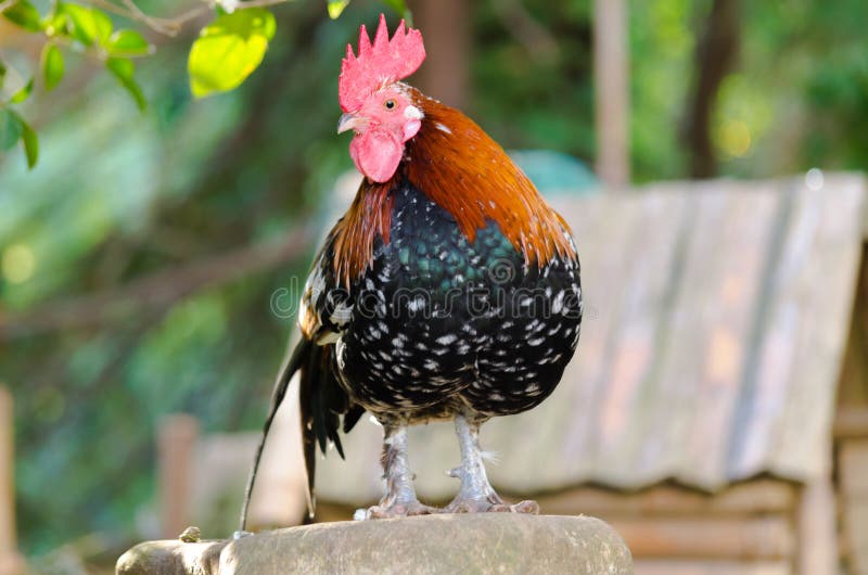 Symbol 2017 Colorful Rooster on a Perch Stock Image - Image of asian ...