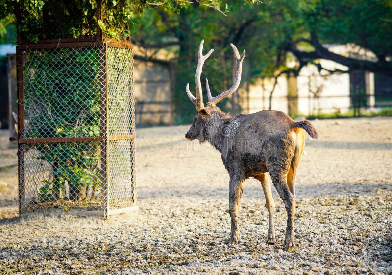 Symbol Dear Walking Alone in the Park Stock Photo - Image of stag ...