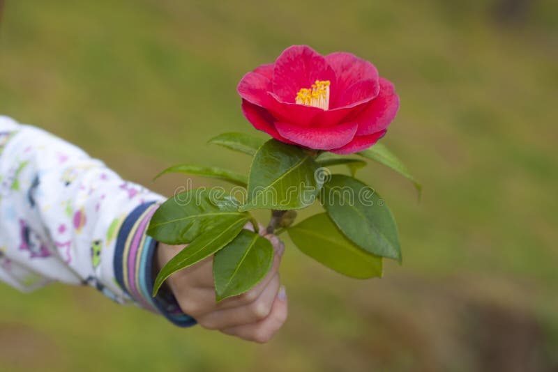 Symbol Der Freundschaft Und Der Liebe Stockfoto - Bild von spiel ...