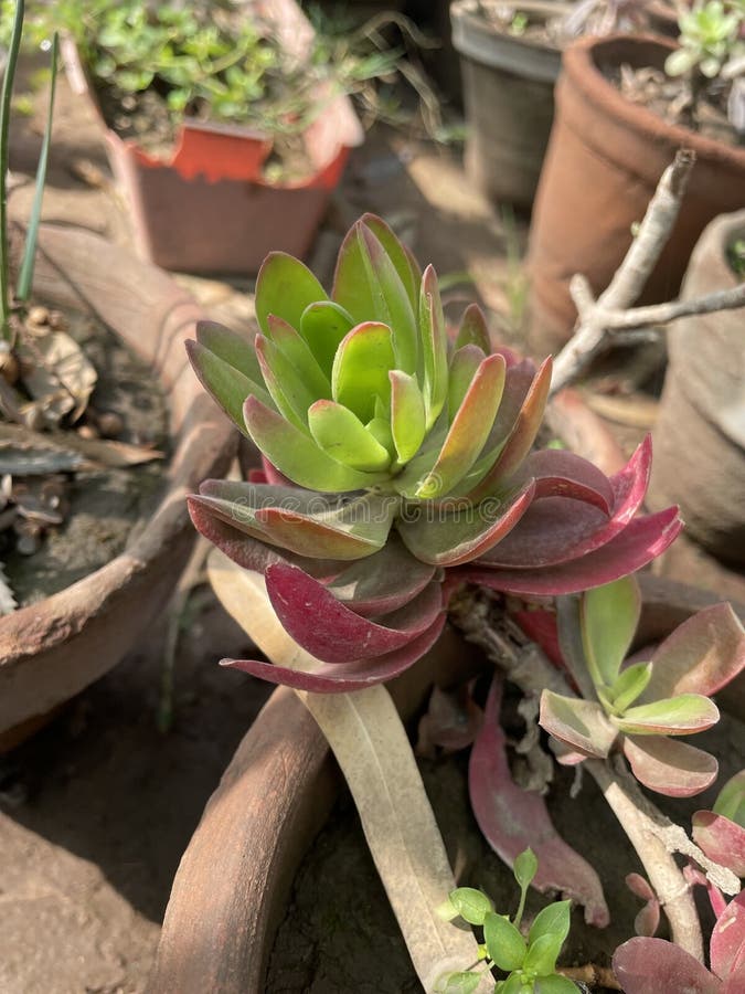 A Symbol of Endurance, Thriving Where Others Cannot Stock Image - Image ...