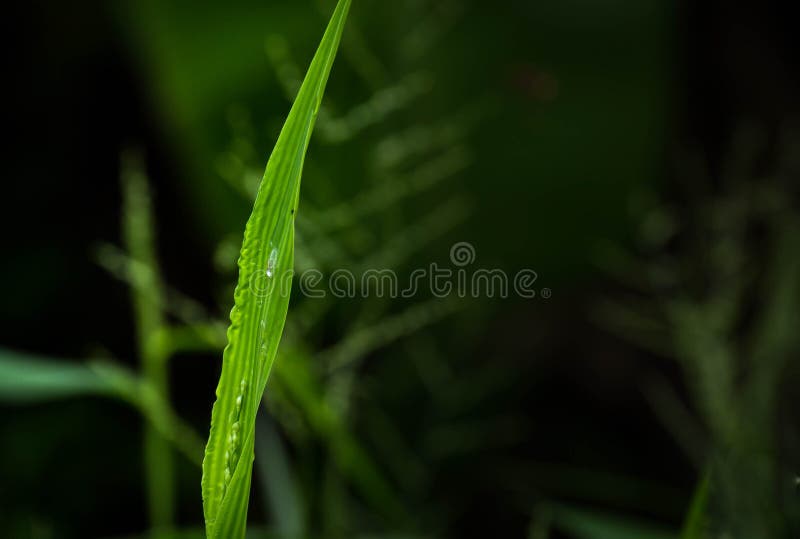 Symbol of Green Commitment and Save Water Theme Stock Photo - Image of ...