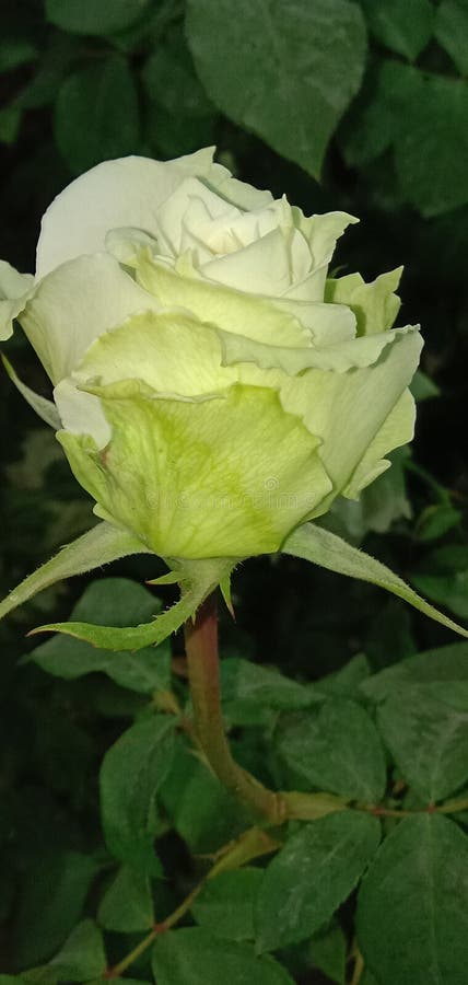 Rose Bud stock image. Image of humanity, innocence, symbol - 136371469