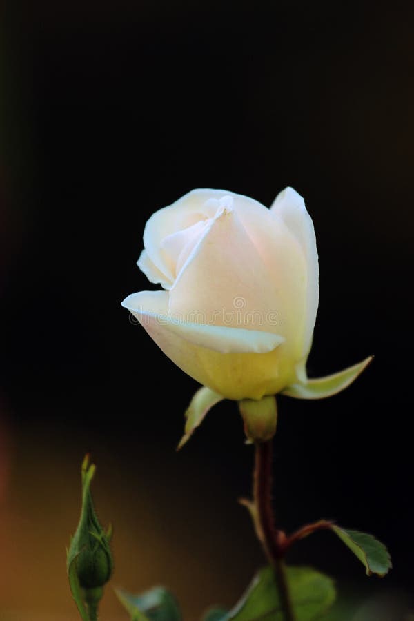 White Rose Bud on Black Background Stock Image - Image of gardening ...