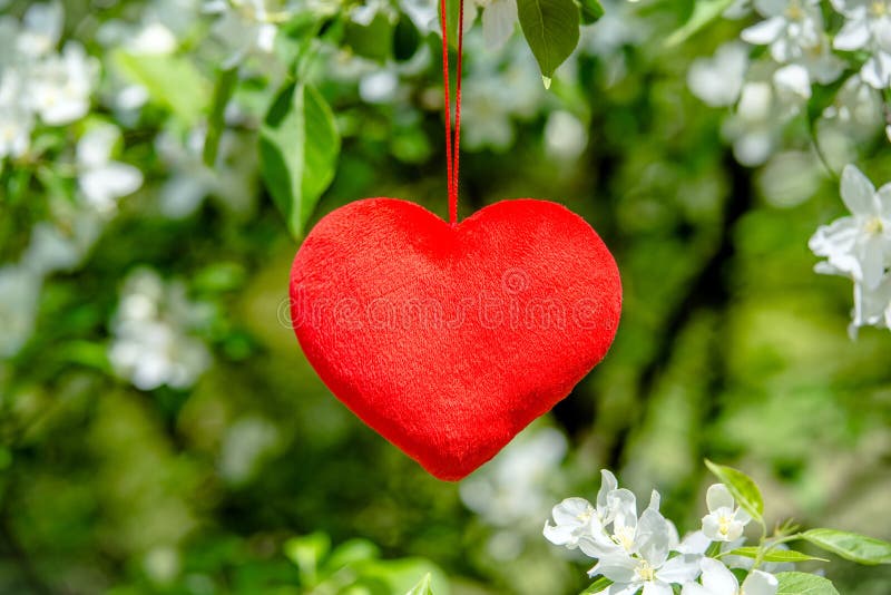 A Symbol of Love among the Branches of a Blooming Apple Tree Stock ...