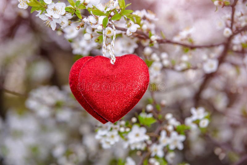A Symbol of Love among the Branches Stock Image - Image of nature ...