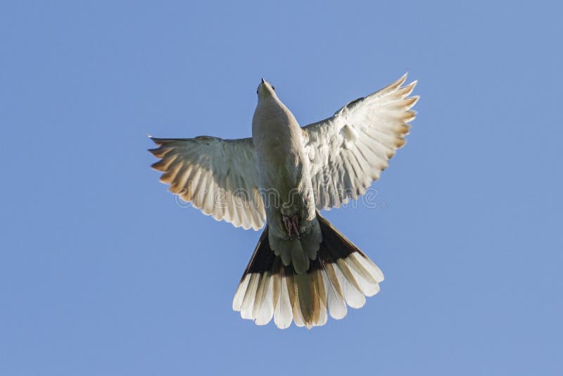 Symbol of peace in flight stock image. Image of peace - 66954589