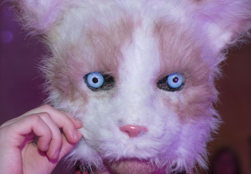 Symbol of a pet cat stock image. Image of supple, house - 197386065