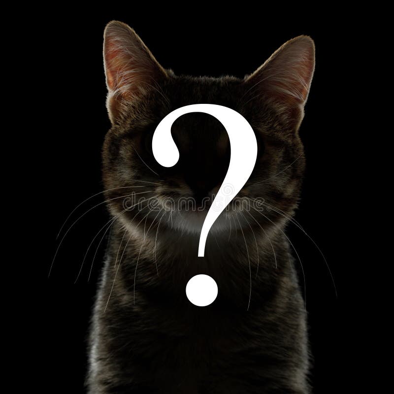 Questioning Face Cat