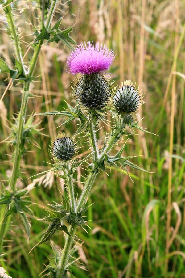 The Symbol of Scotland - a Thistle Stock Image - Image of nature, field ...