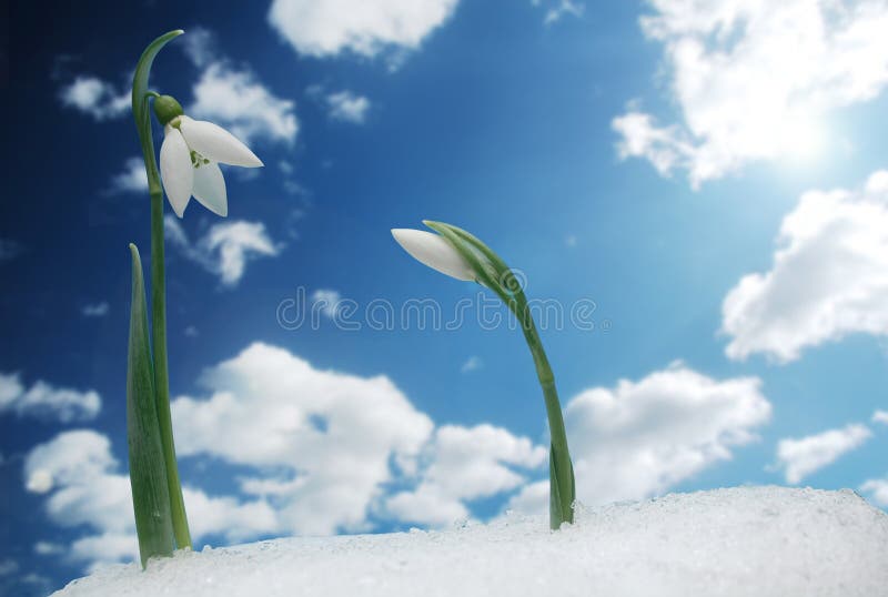 Symbol of spring stock image. Image of blooming, natural - 22960309