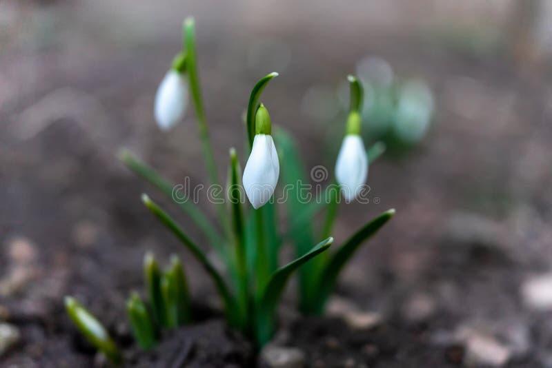 Symbol of Spring Awakening. the First Spring Flowers of Snowdrops Stock ...