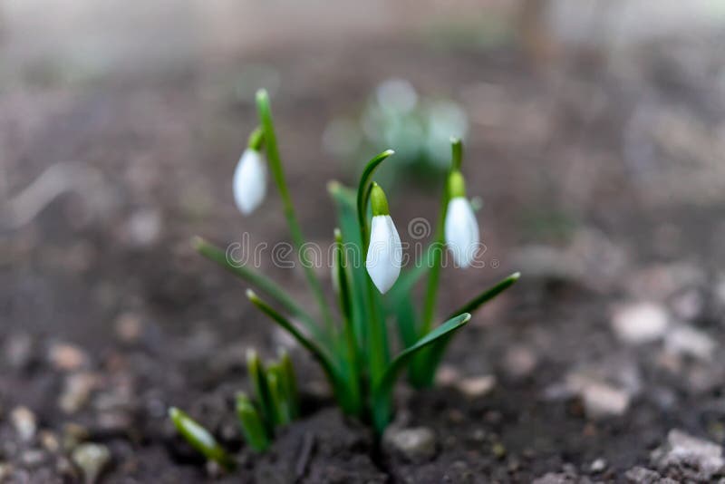 Symbol of Spring Awakening. the First Spring Flowers of Snowdrops Stock ...
