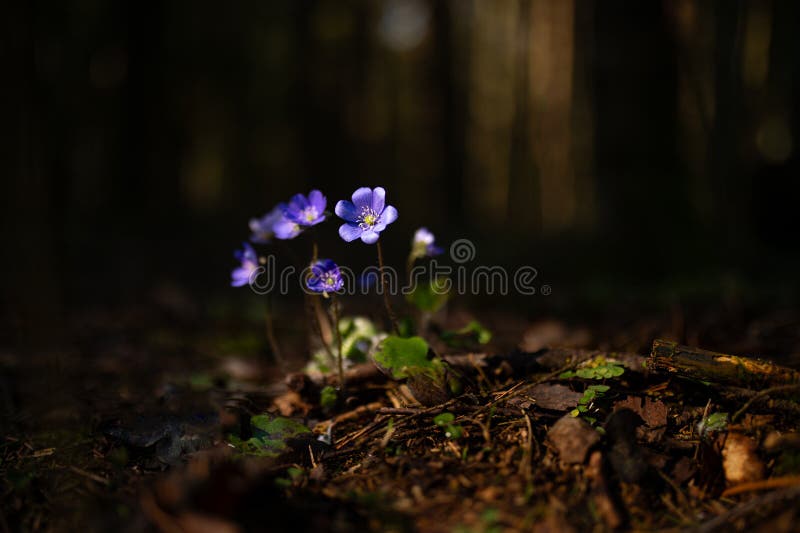Symbol of Spring Awakening Hepatica Blossoms with Bokeh Forest ...