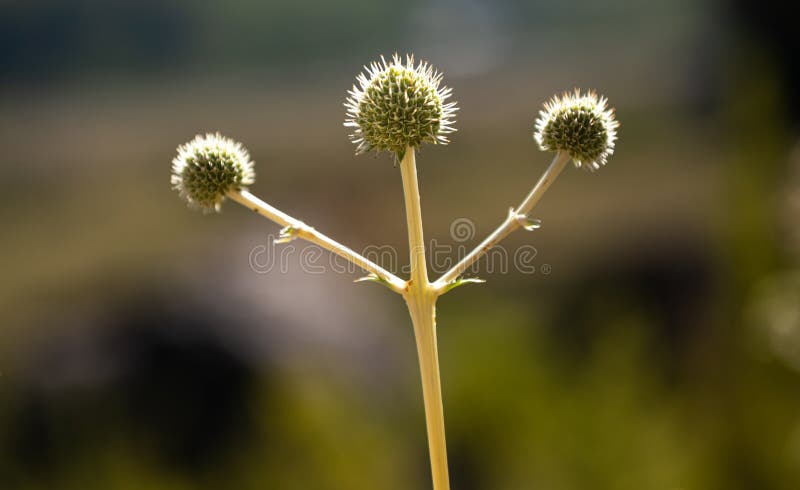 A symbol of victory stock photo. Image of flower, excited - 185693896