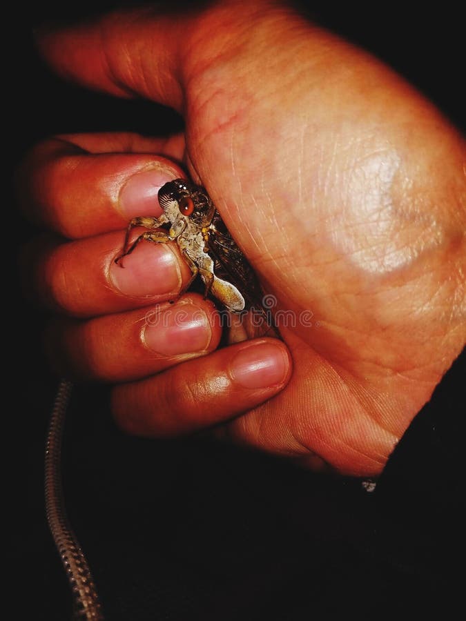 A symbol of the wild stock photo. Image of cicada, help - 134176176