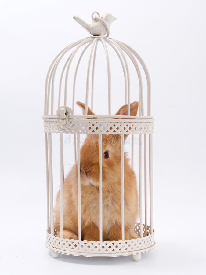 Symbol of the Year Easter Bunny in a Prison Cage on a White Background ...