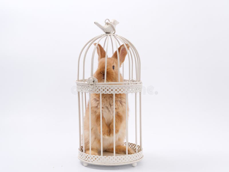 Symbol of the Year Easter Bunny in a Prison Cage on a White Background ...