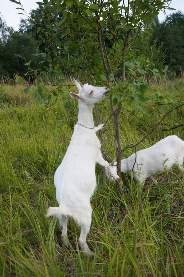 Symbol of the year-goat stock photo. Image of goat, horned - 44762056