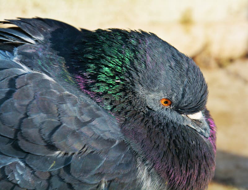 En Duva, Symbol Av Den Heliga Anden Arkivfoto - Bild av vinge, härlig ...