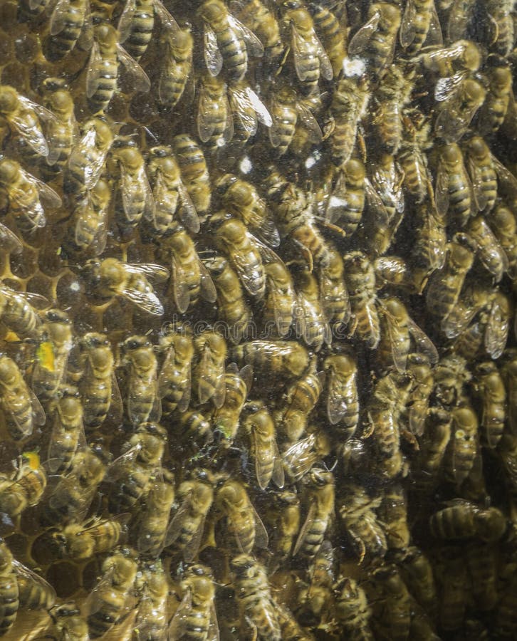 Texture of Many Bees in Honeycomb Stock Image - Image of background ...