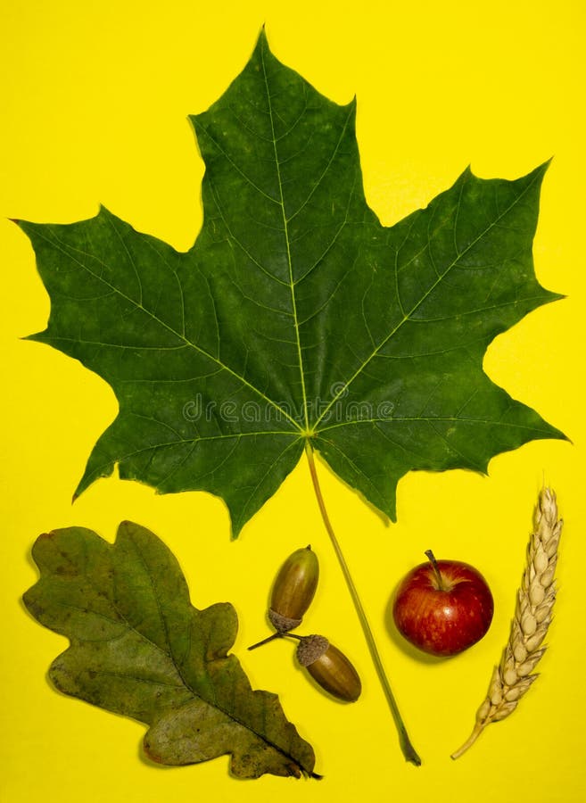 Symbols of the Autumn Season of the Year. Stock Photo - Image of health ...