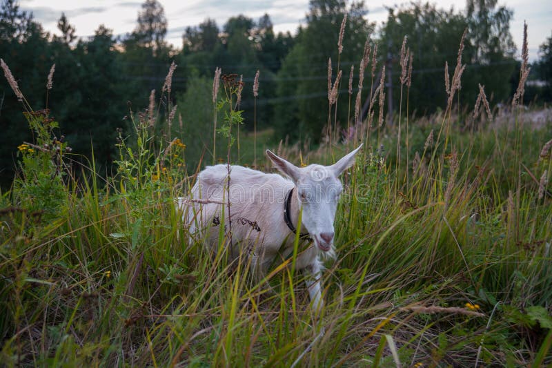 Symbool van de jaar-geit stock foto. Image of gehoornd - 44762244