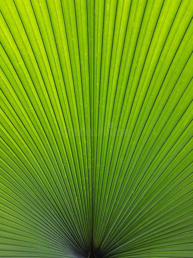 Tropical Green Leaf Lines Pattern Background Stock Image - Image of ...