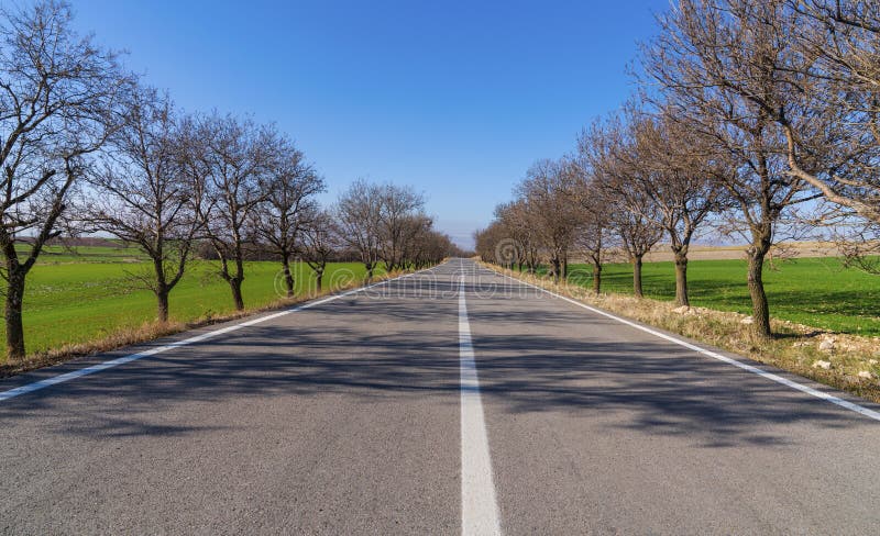 Symmetric Asphalt Path in between Rows of Trees and Green Fields Stock ...
