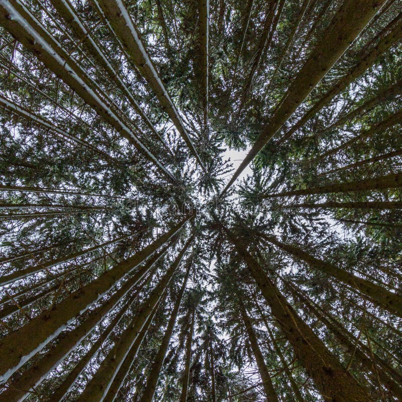 Symmetric Bottom View Perspective of Long Tree Trunk Conifer Forest ...