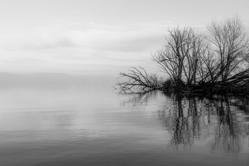 Symmetric Skeletal Trees Reflections on a Lake with Perfectly Still ...