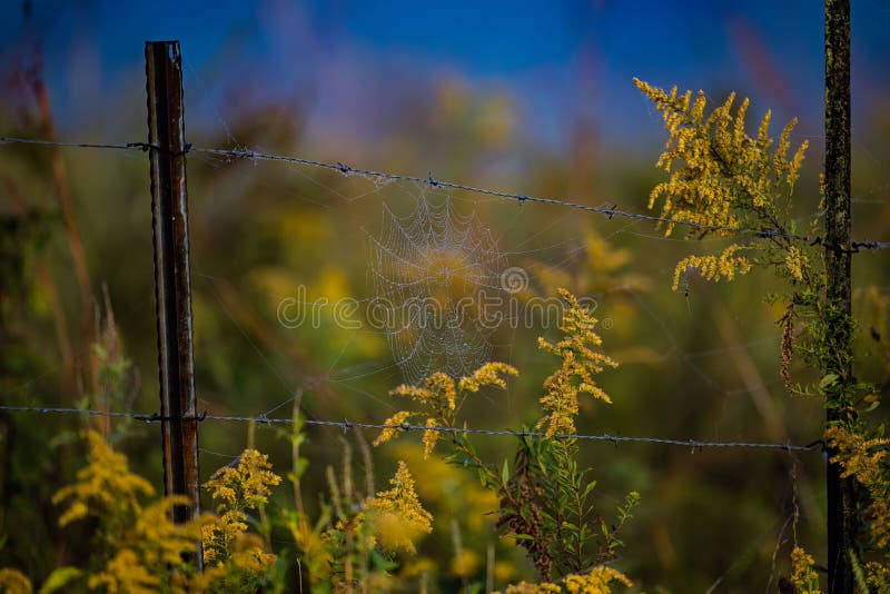 Symmetric Spider Web Hanging on the Plants in the Forest Stock Image ...