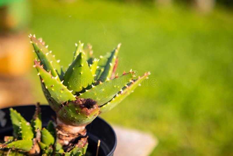 Symmetric and with Spikes, Plant in Vase, Succulent Flora Stock Photo ...