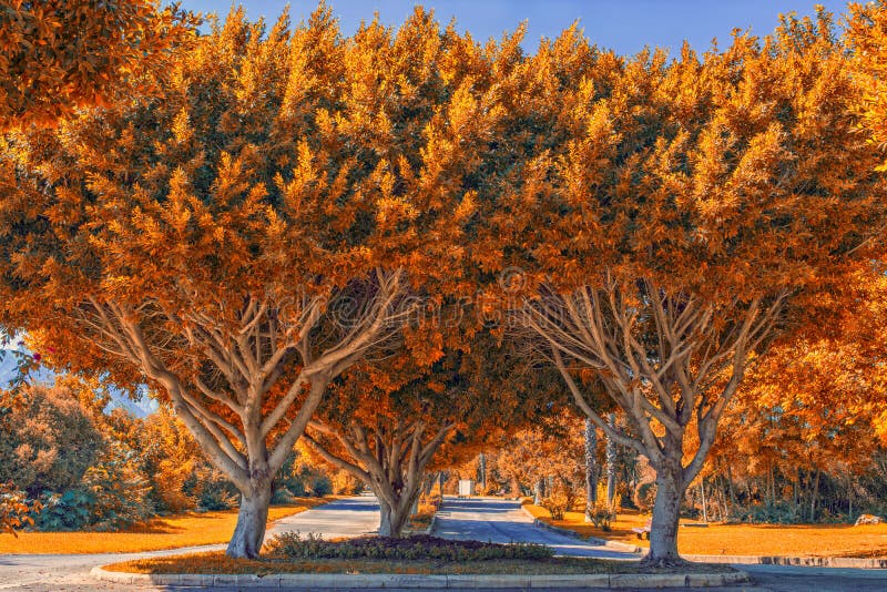 Symmetric Trees with Golden Leaves. Fall Landscape Stock Image - Image ...