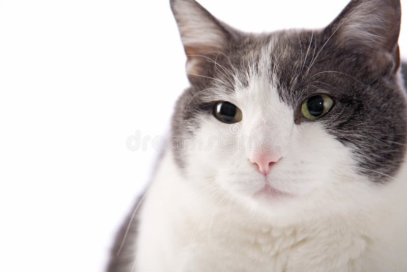 Symmetrical cat portrait stock photo. Image of cute, purr - 7638198