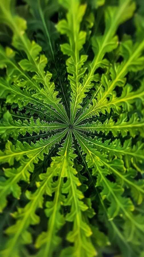 Symmetrical Green Fern Leaf Pattern Stock Image - Image of natural ...