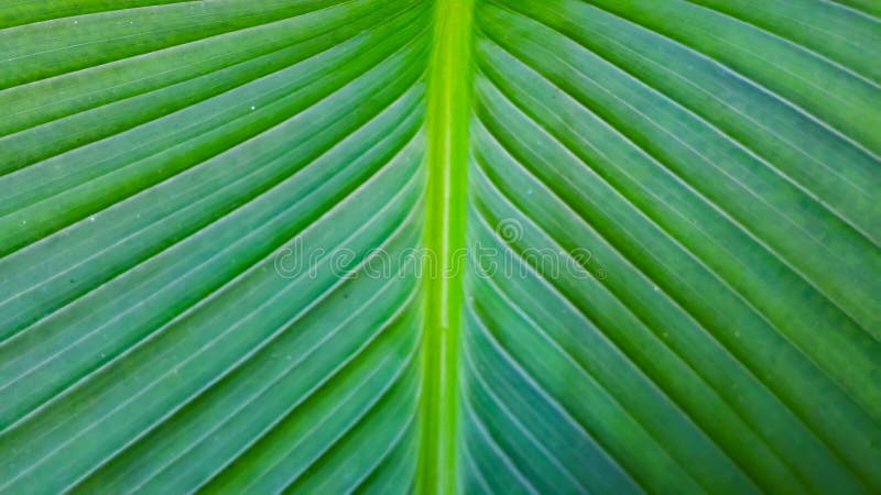 Lines and Patterns in Plant Leaves Stock Image - Image of patterned ...