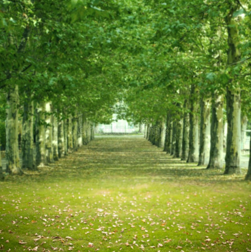 Symmetrical Tree-lined Avenue is Forming Flat Design Corridor Featuring ...