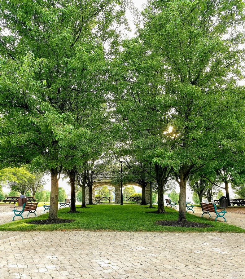 Symmetrical trees stock image. Image of park, trees - 151344621