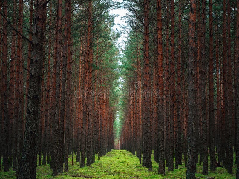 Symmetrical View Dense Pine Forest Stock Photos - Free & Royalty-Free ...