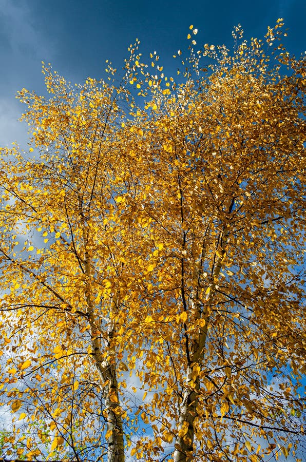 Symmetrical White Birch Trees with Yellow Leaves Stock Photo - Image of ...