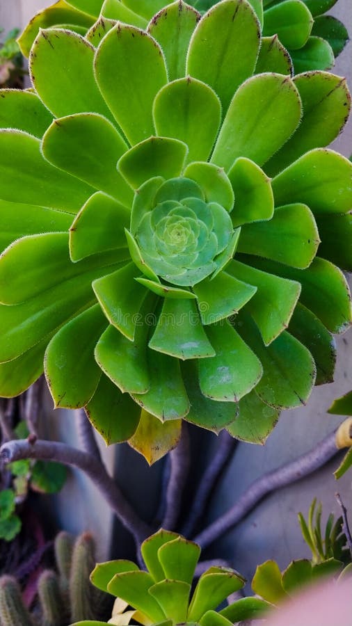 Symmetry, the Leaves of this Plant are in Perfect Order Stock Image ...