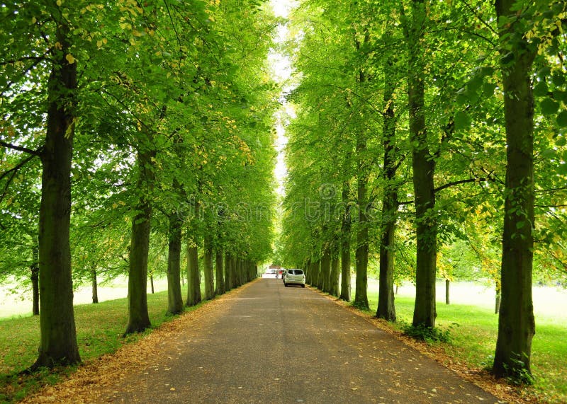 Trees Symmetry Geometric Minimalistic Summer Natural Background Stock ...