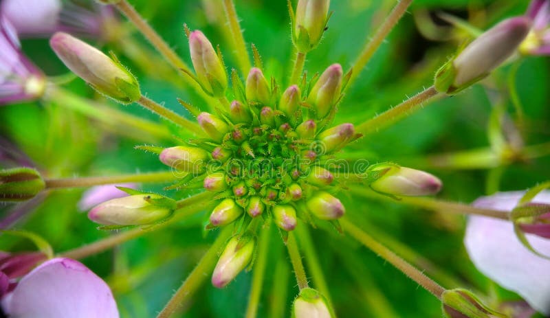 Symmetry and Patterns on a Flower Stock Image - Image of flower ...