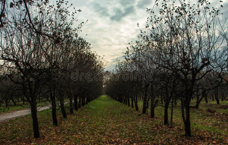 Symmetry of trees stock image. Image of colorful, green - 213827775