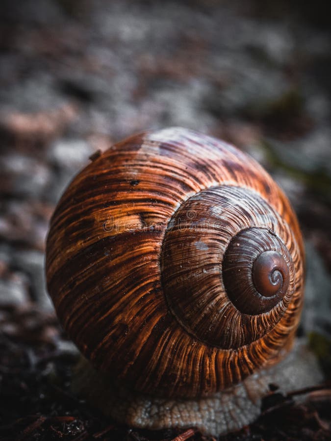 Symmetrycal Big Snail House Stock Photos - Free & Royalty-Free Stock ...