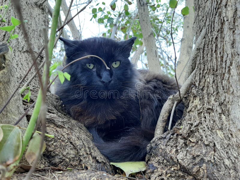 A Sympathetic Black Cat with Green Eyes Stock Image - Image of black ...