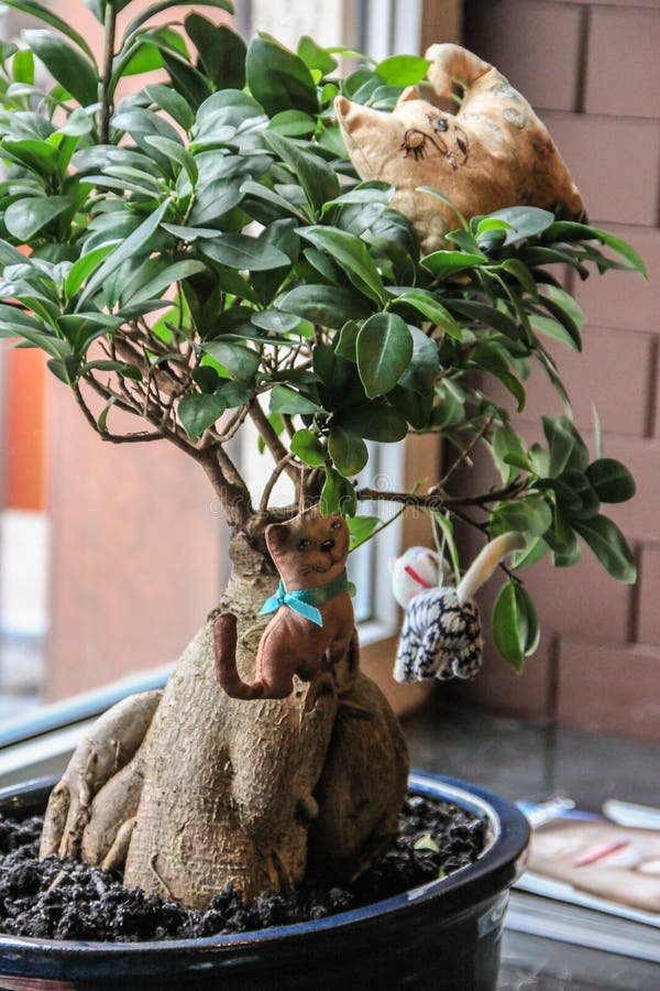 Sympathetic Bonsai Tree with Cats on a Windowsill in a Cafe Stock Photo ...