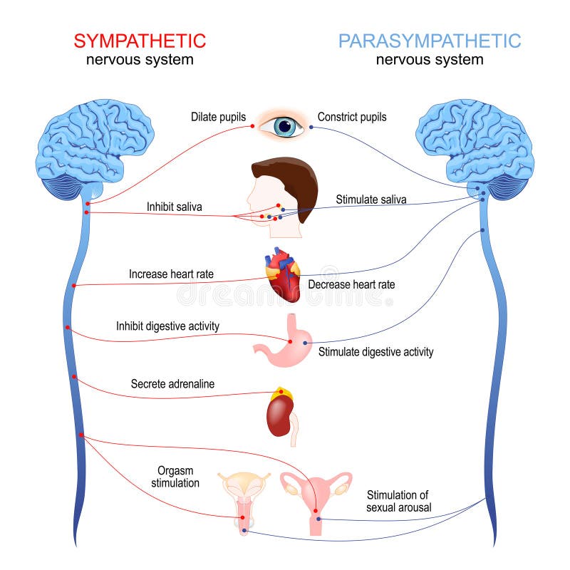 Sympathetic and Parasympathetic Nervous System Stock Vector ...
