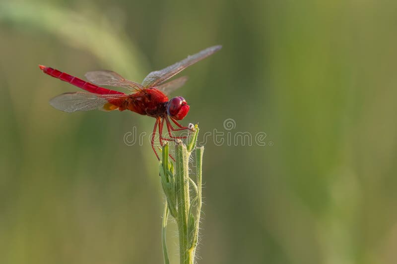 Sympetrum Sanguineum Dragonfly Perching on Plant Stock Photo - Image of ...